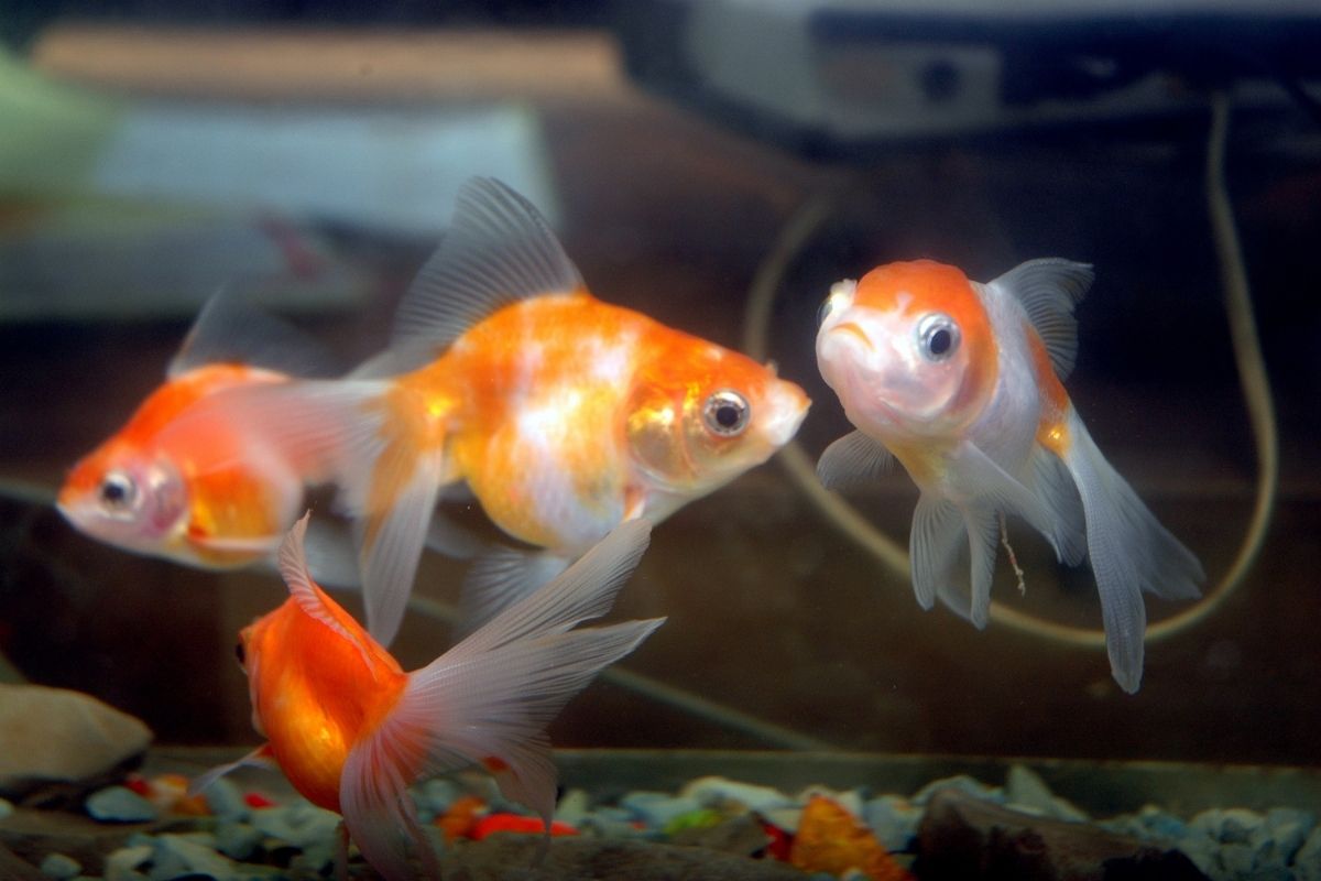 Are Goldfish Aggressive? (7 Reasons That Makes Them Aggressive)