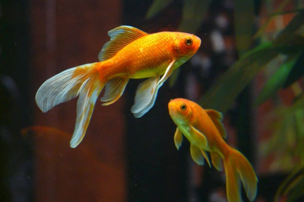 My Goldfish Died After A Water Change (Causes And Prevention)