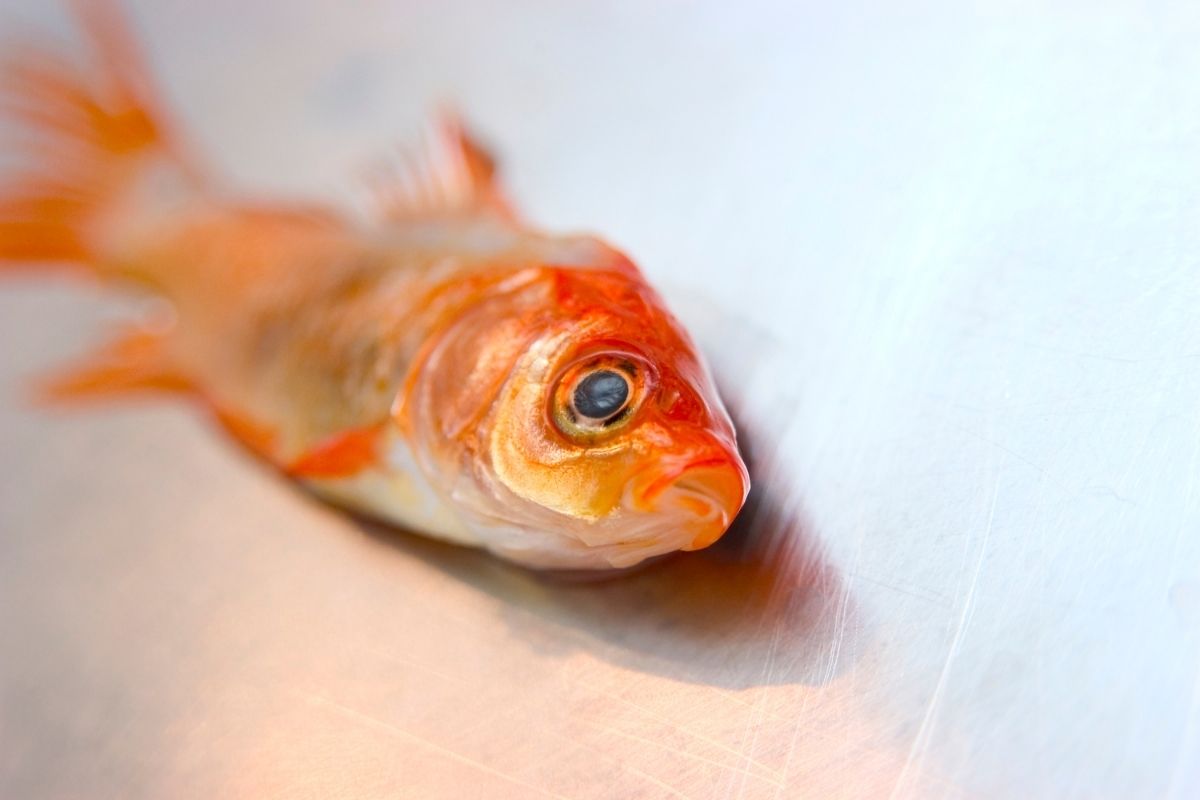 Why Is My Goldfish At The Bottom Of The Tank?