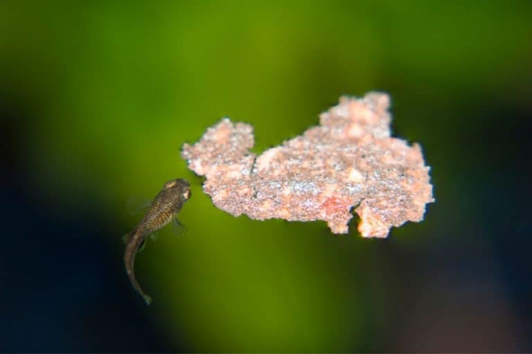 Best Homemade Food For Guppies?
