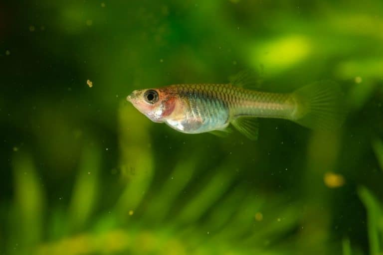 How To Treat Guppy Fin Rot? (What Causes Fin Rot In Guppies?)