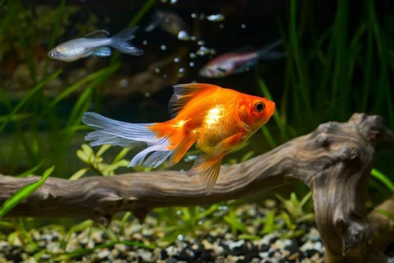 Can Goldfish Live With Neon Tetra? (All You Need To Know)