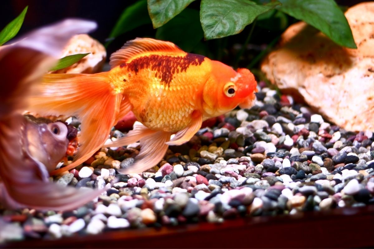 Goldfish With A Bent Spine (Causes And Treatment)