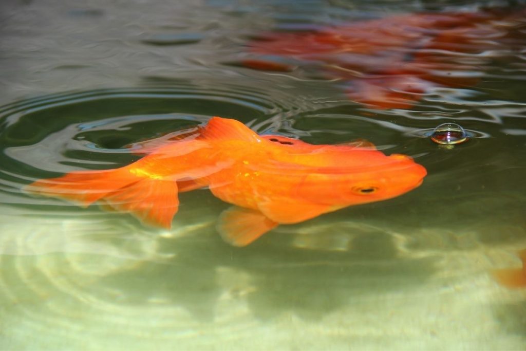 Goldfish With A Bent Spine (Causes And Treatment)