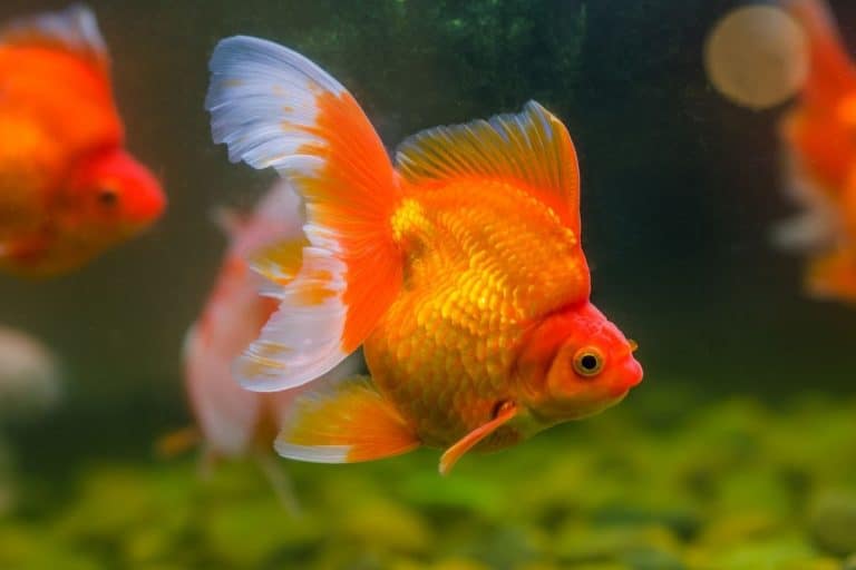 Do Goldfish Poop? Is It Normal?
