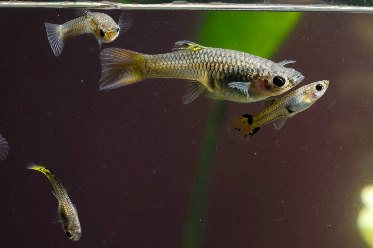 Why Do Guppies Lose Their Color? (7Reasons+Prevention)