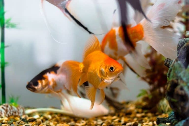What To Do If My Goldfish Is Stressed? (8 Ways To Calm Your Goldfish)