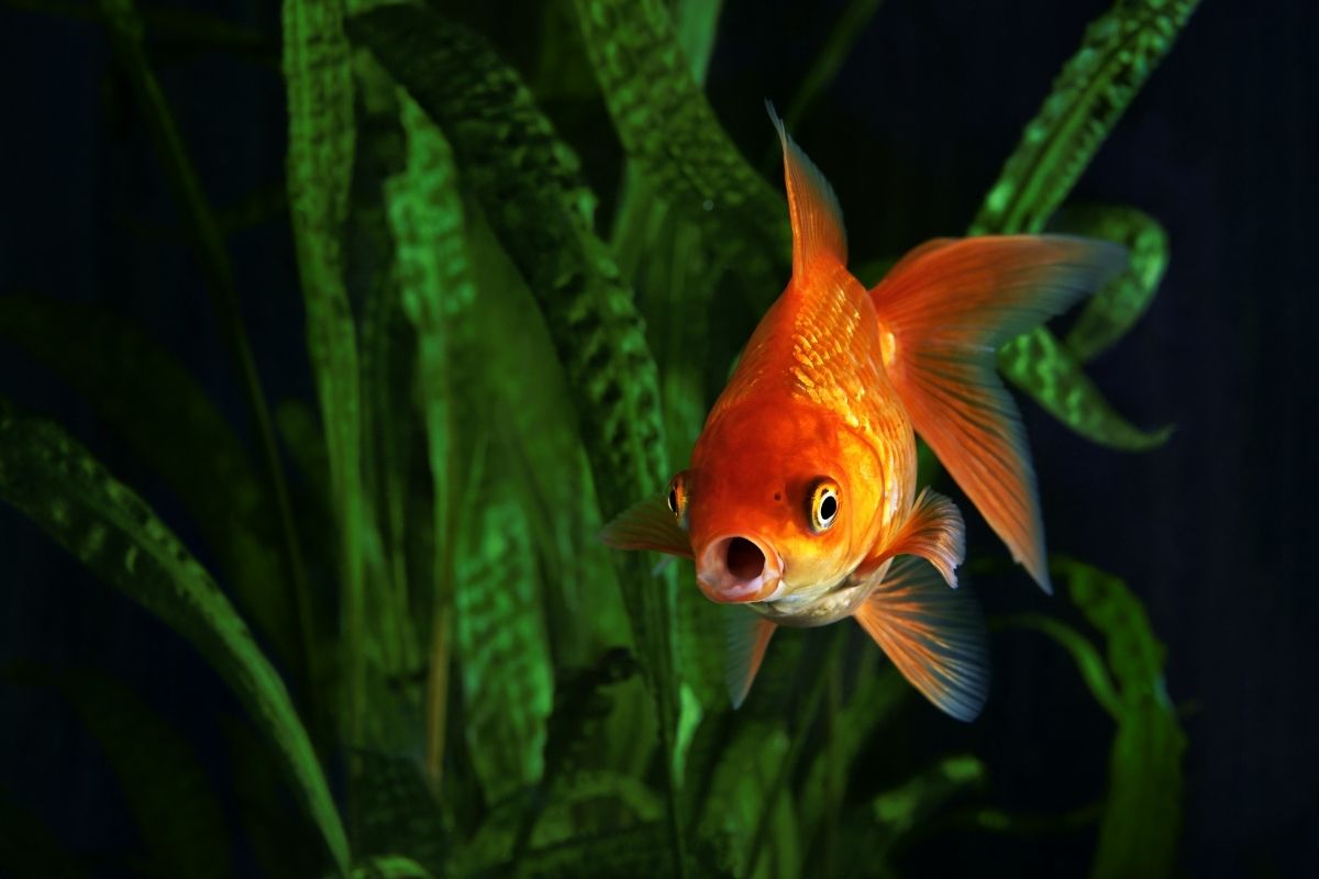 How To Euthanize A Fish Humanely - Gondor