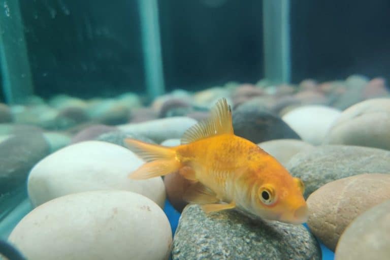 How To Enhance Goldfish Color? (10 Best Ways)