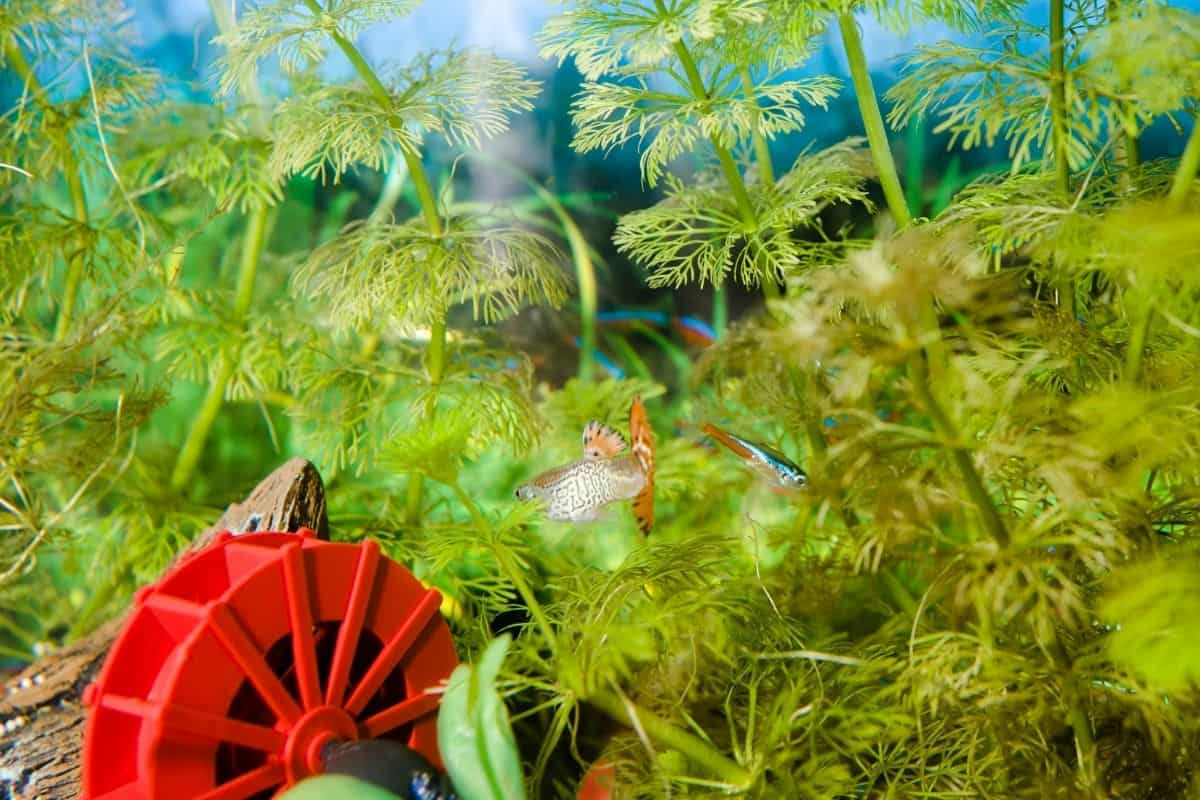 Do Guppy Jump Out Of The Tank? (How+Why+How To Prevent?)