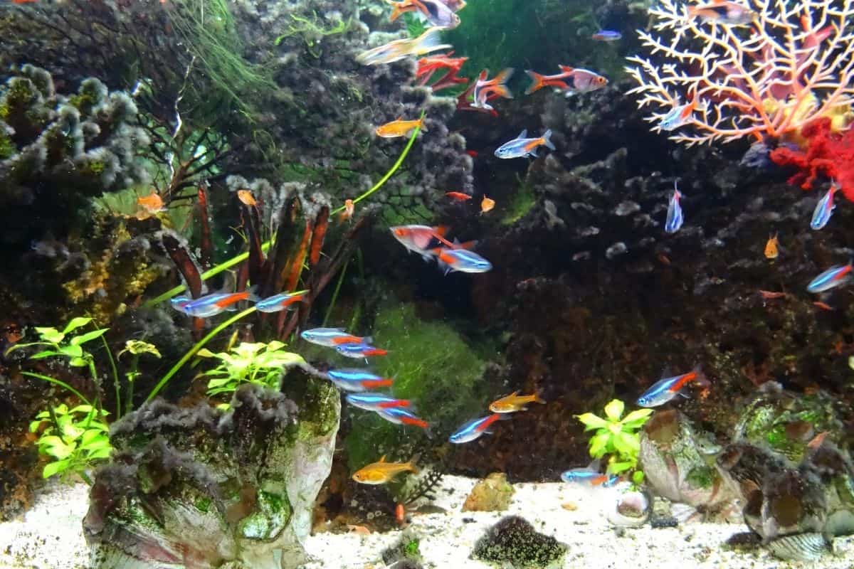 Guppy Swimming With Mouth Open. (Reasons+Prevention)