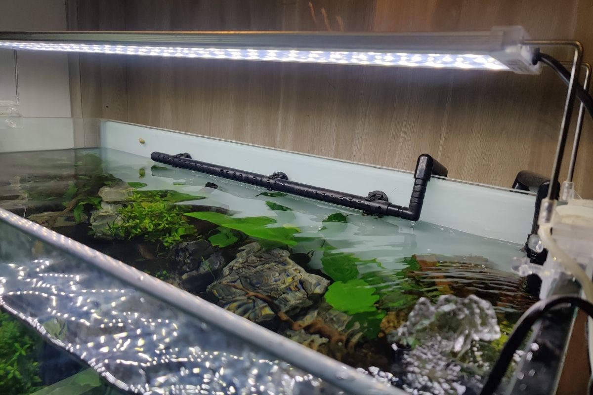 What To Do If My Goldfish Is Stressed? (8 Ways To Calm Your Goldfish)