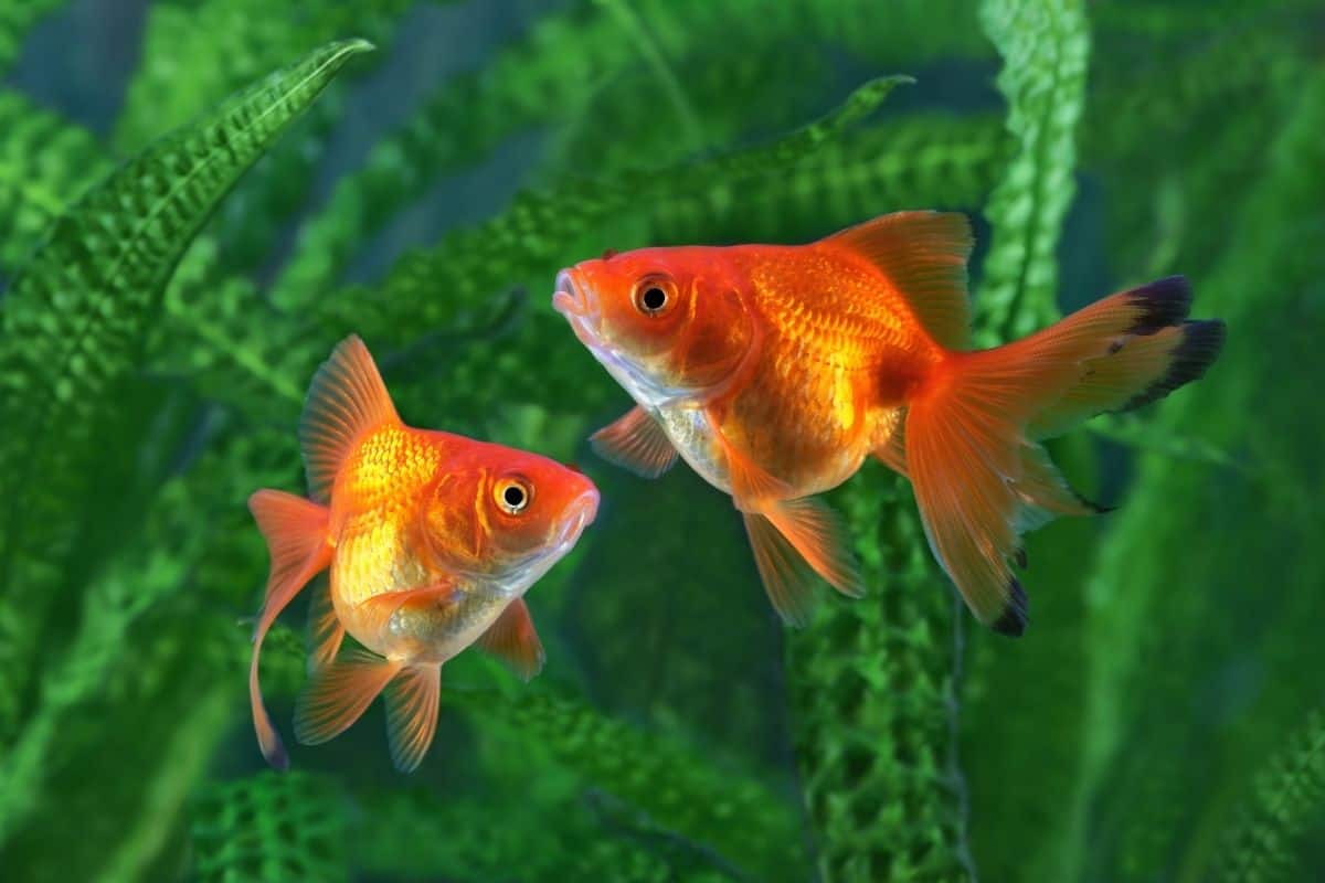 Why Is My Goldfish Gasping For Air?