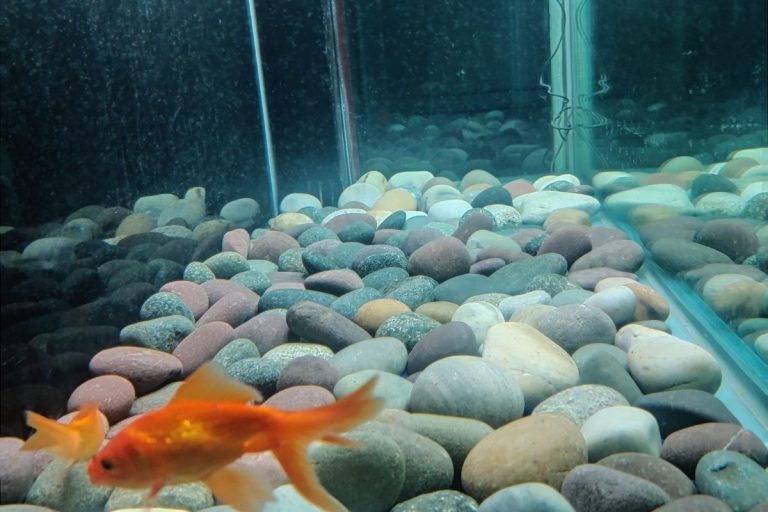 Why Is My Goldfish Hiding? (Is It Normal?)