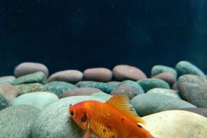 Why Is My Goldfish Turning Red? (Reasons+Treatment+Prevention)