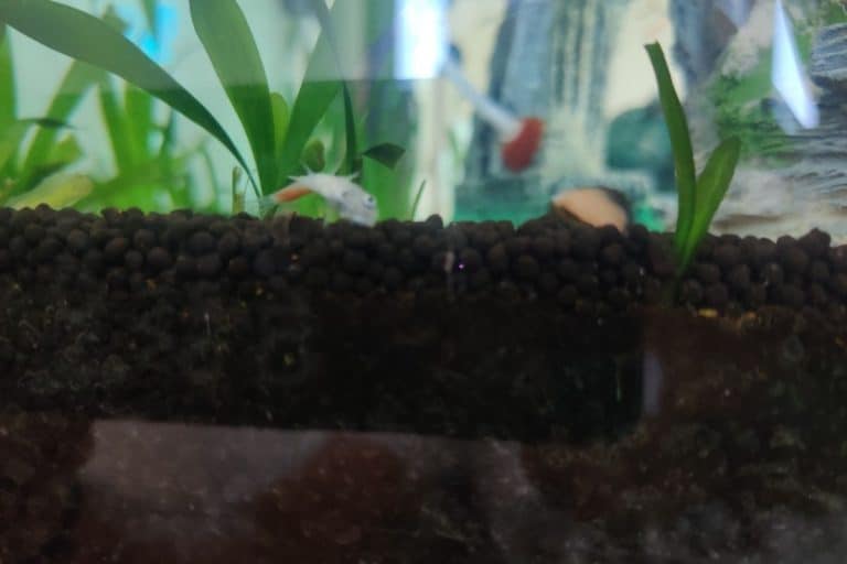 Why Does My Guppy Have Red Spots? (Reasons+Treatment+Prevention)