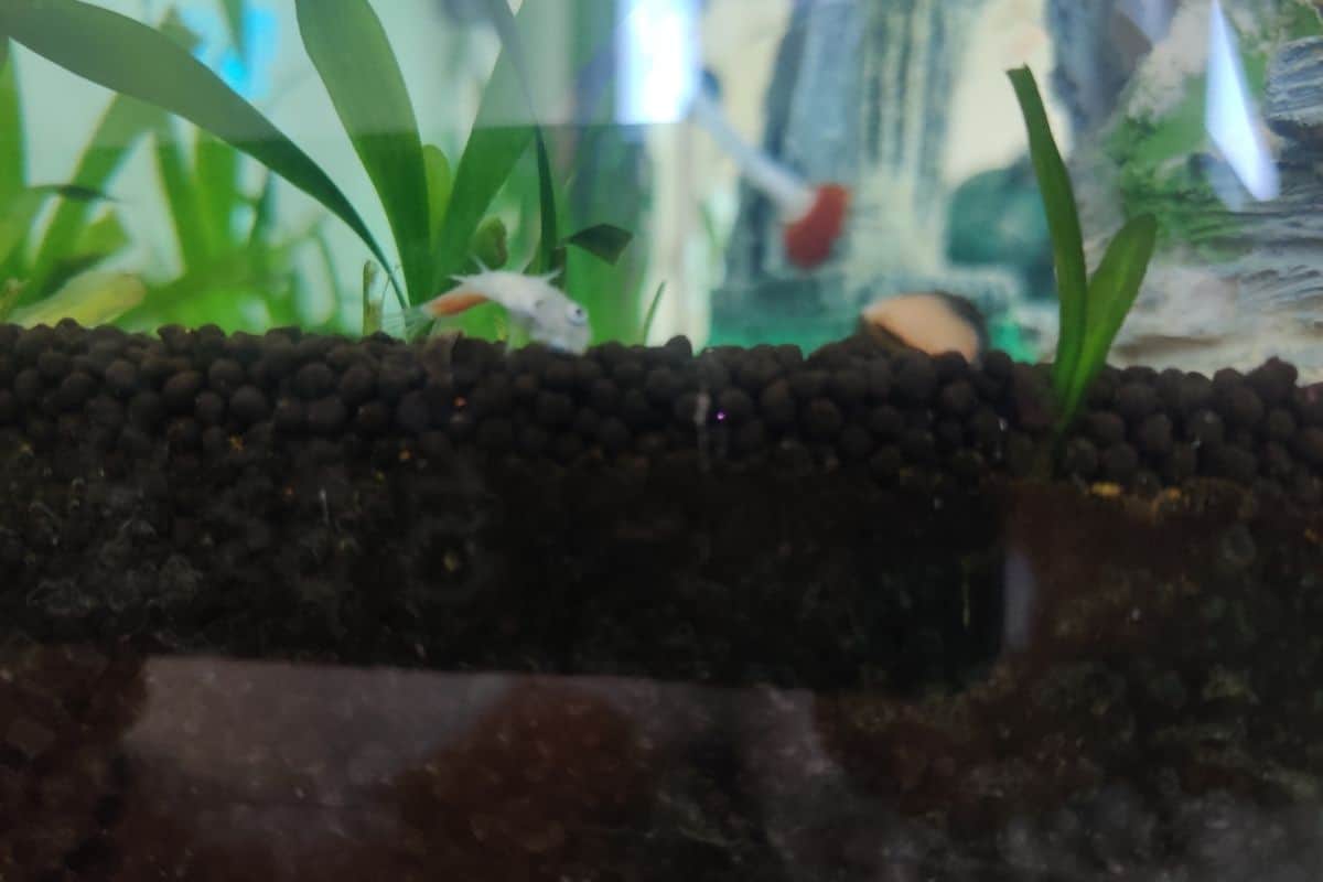 Do Guppies Fight Each Other? (Reasons+How To Stop Them?)