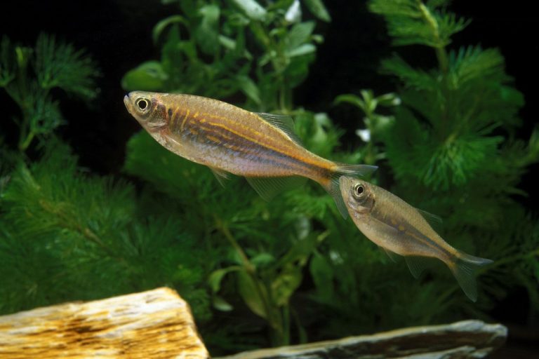 Why Is My Zebra Danio So Fat And Bloated? (All You Need To Know)