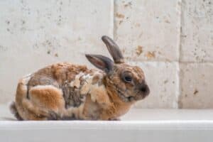 Why Is My Rabbit Losing Hair? (Complete Information)