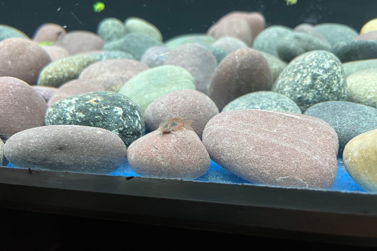 How To Treat Fin Rot In Cory Catfish? (Causes+Treatment+Prevention.)