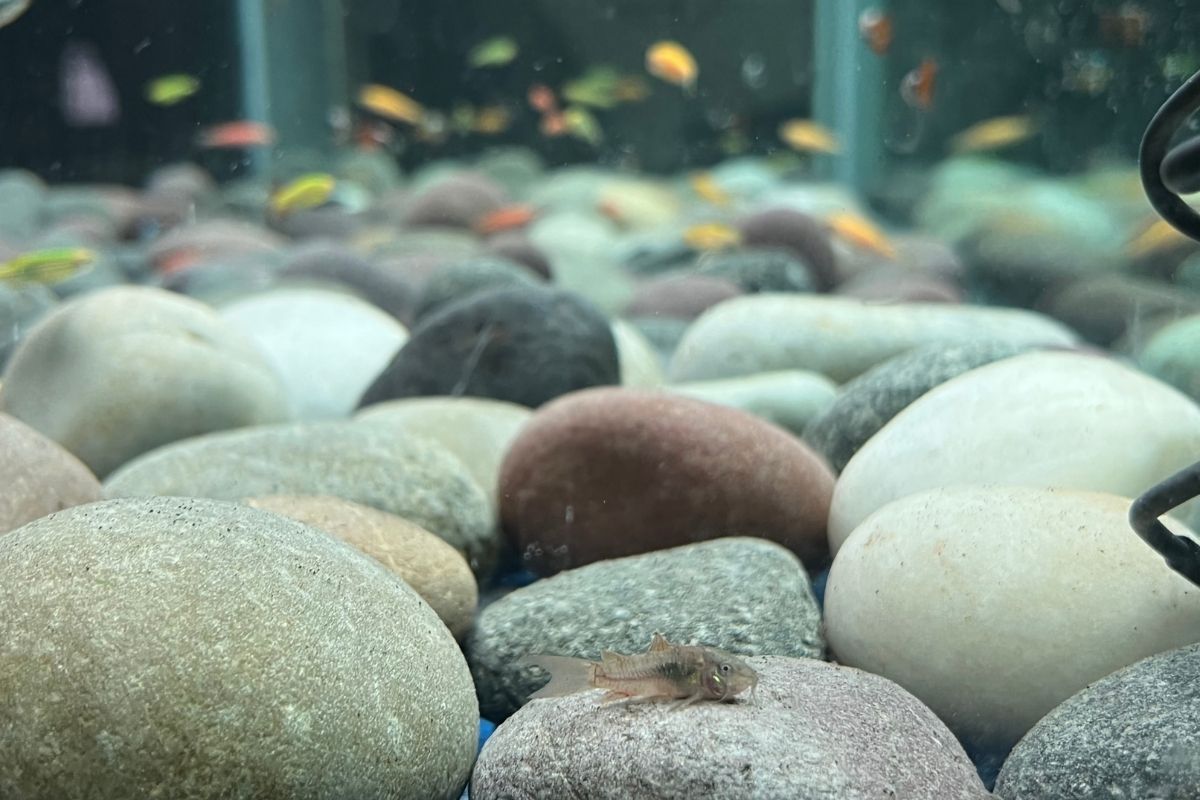 How To Tell If A Cory Catfish Is Stressed? (How To Prevent Such Issues?)