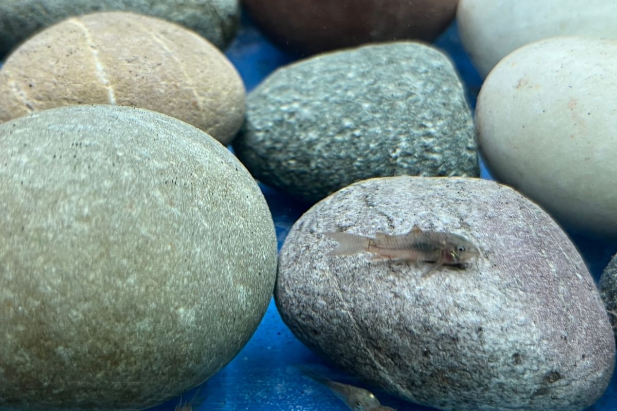 How To Treat Swim Bladder Disease In Cory Catfish? (How To Prevent It?)