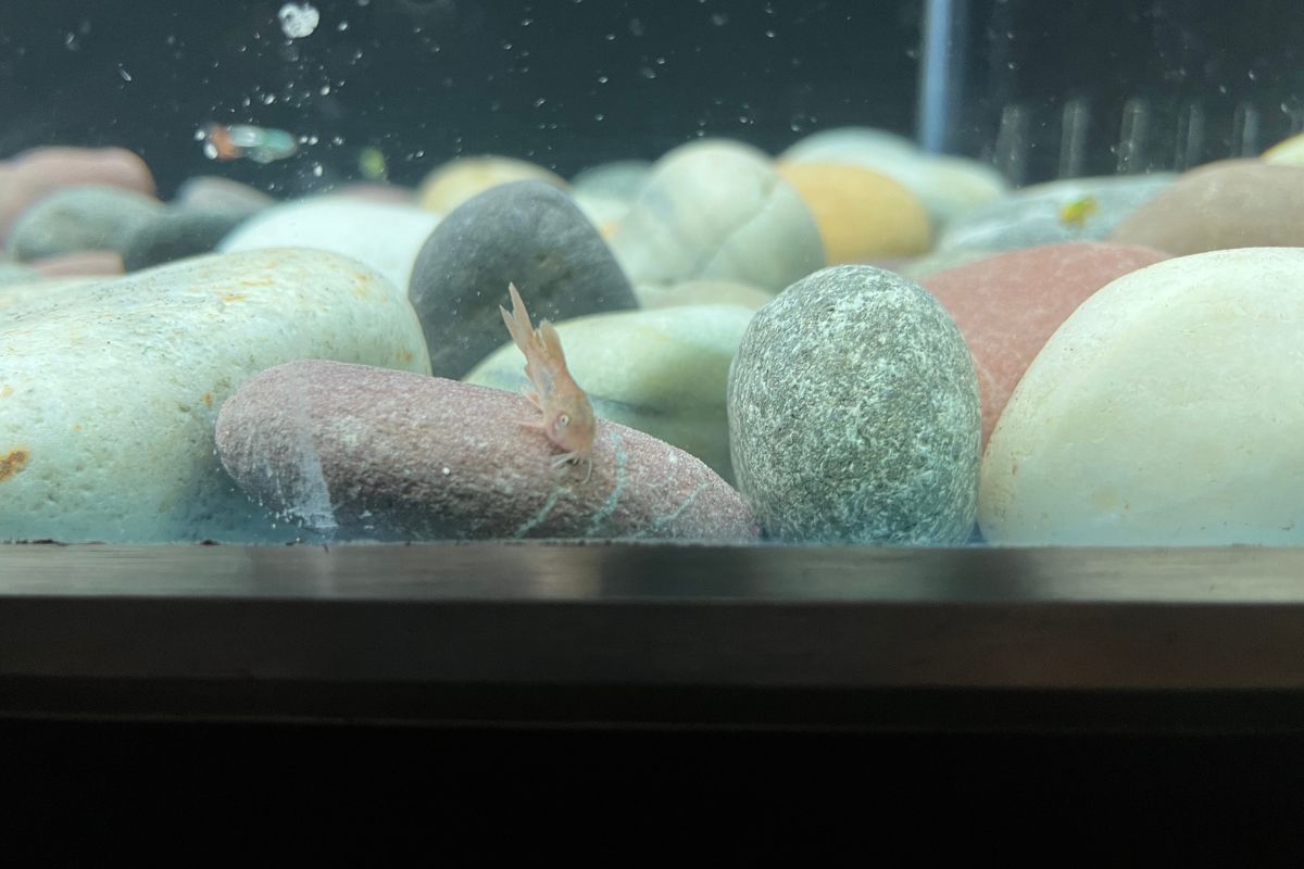 Why Is My Fish Sitting At The Bottom? (Reasons+Preventions)