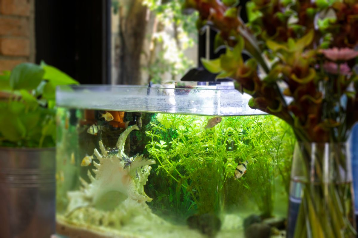 15 Gallon Fish Tanks