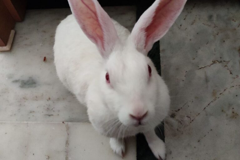 Why Is My Rabbit Making Weird Noises? (15 Common Noises That Your ...