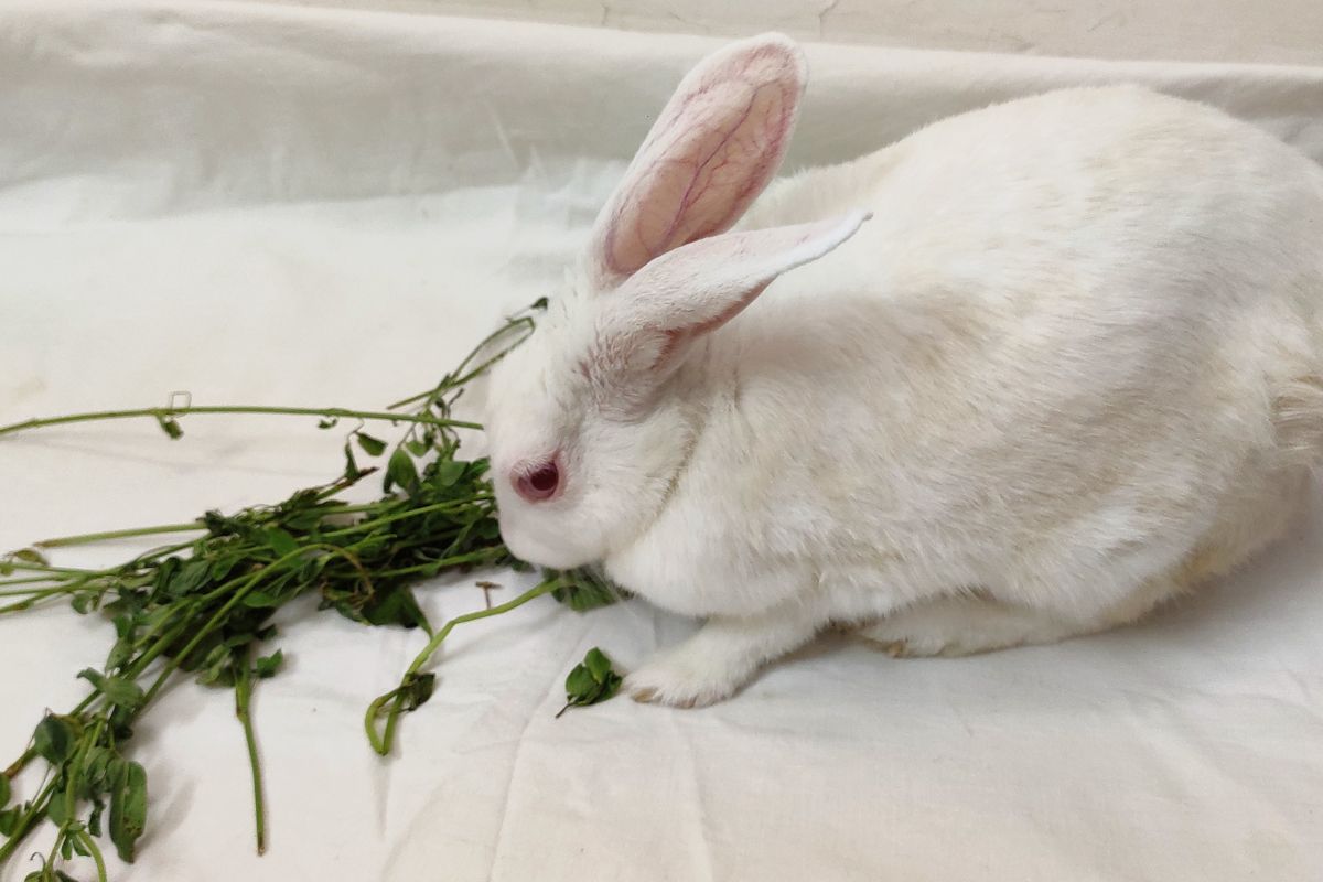 Why Is My Rabbit Only Eating Hay?