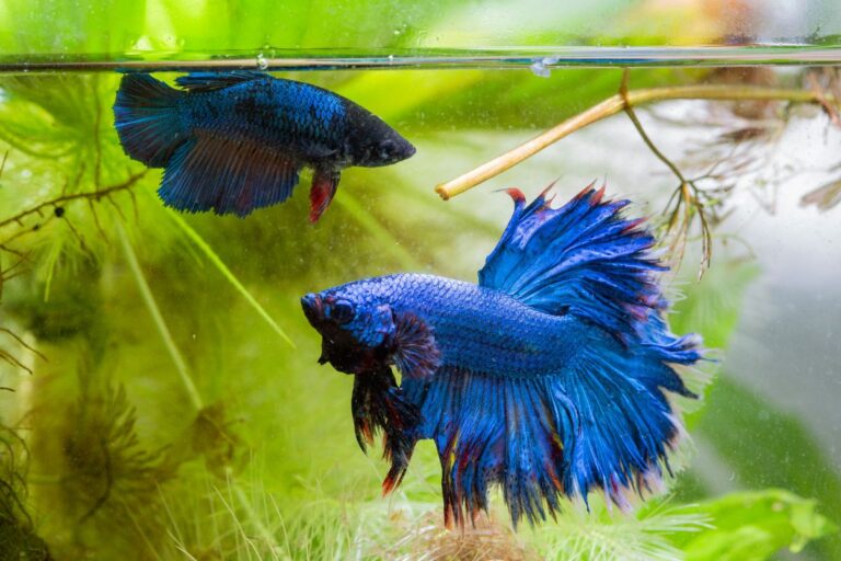 How Many Betta Fish Can Live Together? (All You Need To Know)