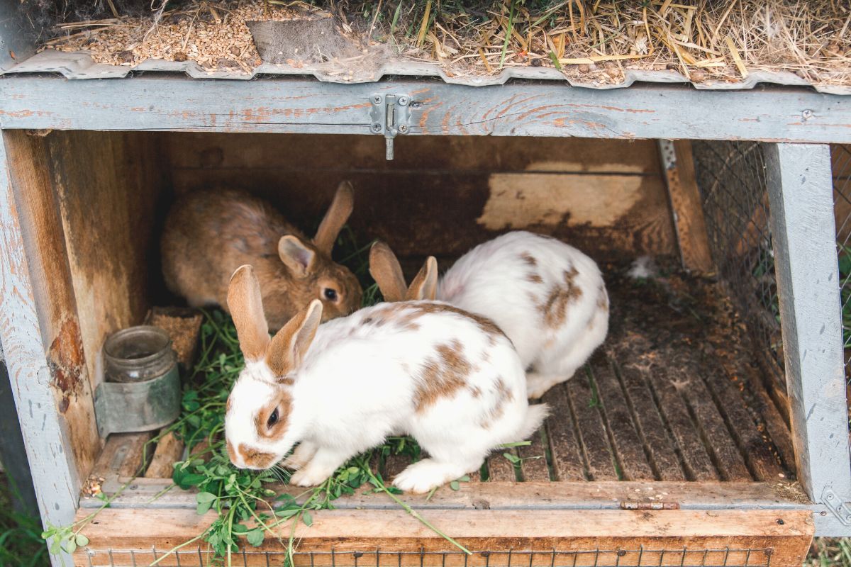 Rabbit Hutch Placement. (All You Need To Know)