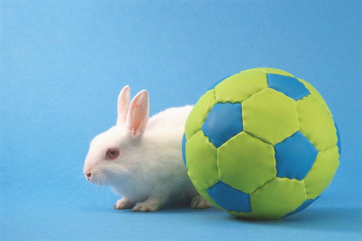 Rabbit Hutch Placement. (All You Need To Know)