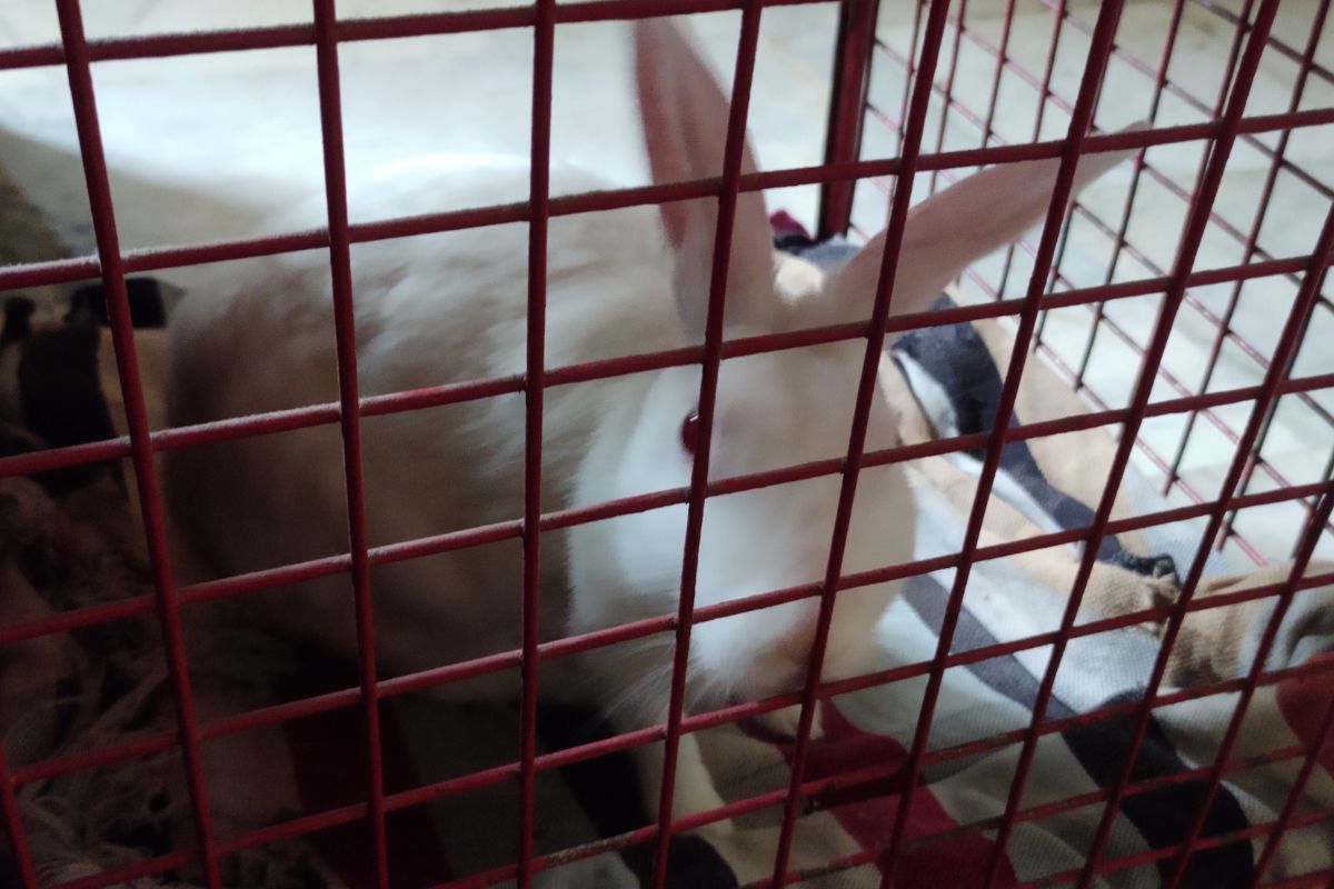 29 Things You Should Never Do To Your Rabbit.