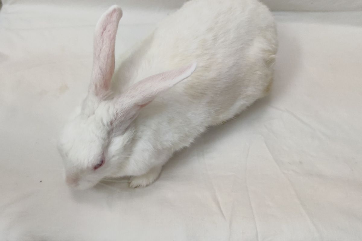 How To Play With Your Rabbit? (All You Need To Know)