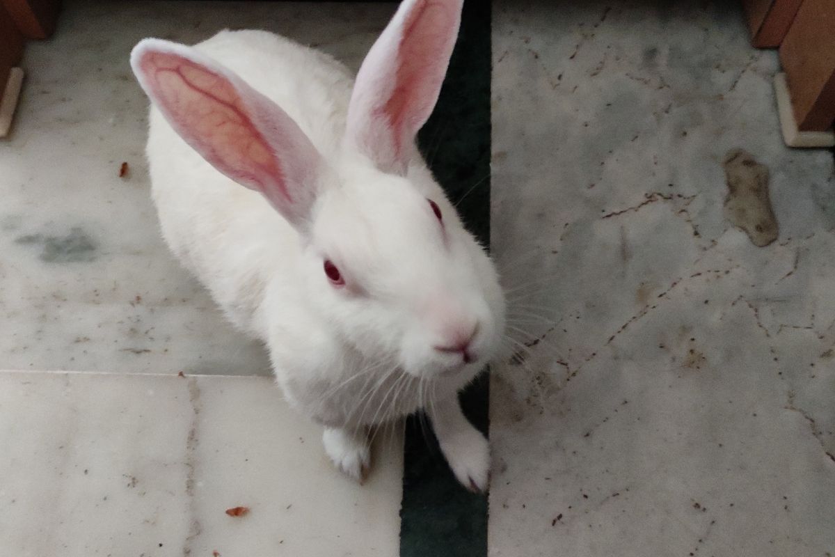 Can Rabbits Eat Kiwi? (All You Need To Know)