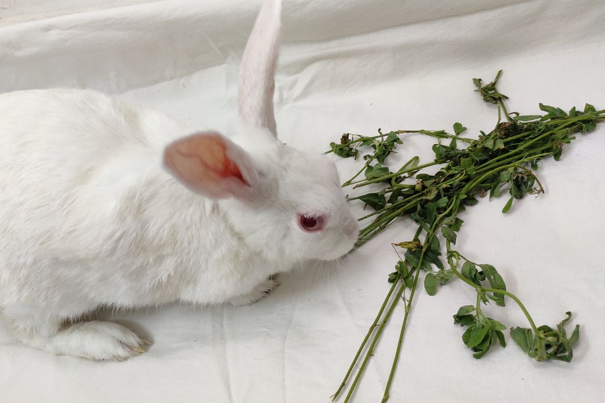 10 Signs Your Rabbit Is Getting Old? (All You Need To Know)