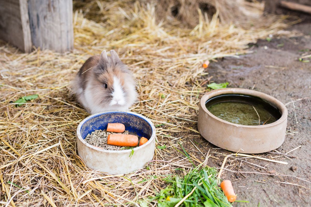 Can Rabbits Eat Carrots? (All You Need To Know)