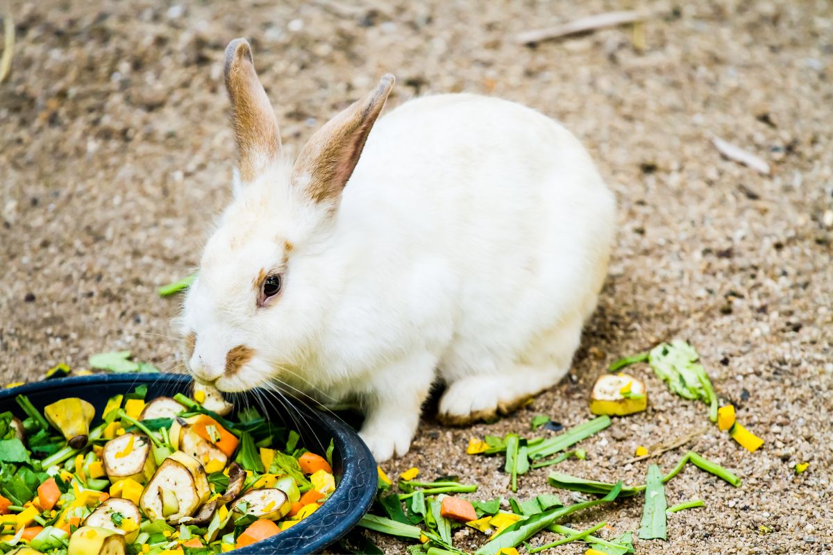 Can Rabbits Eat Carrots? (All You Need To Know)