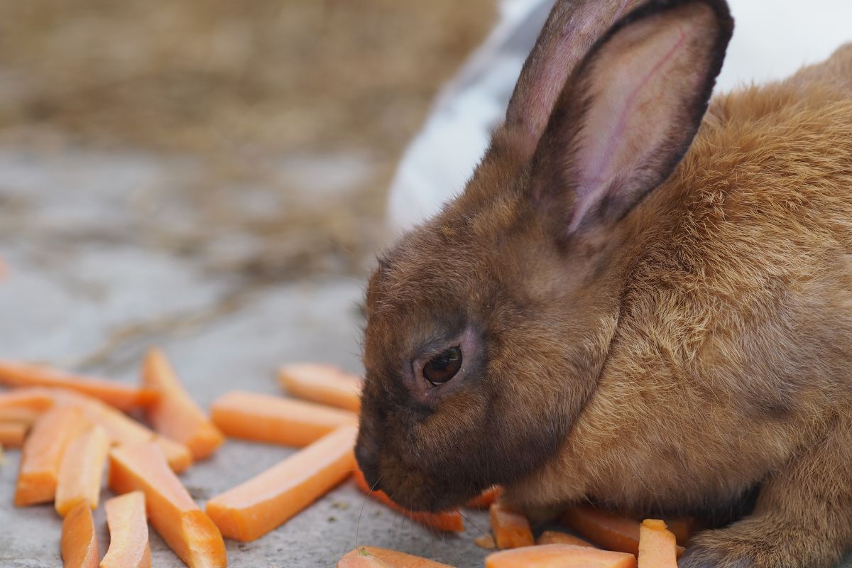Can Rabbits Eat Carrots? (All You Need To Know)