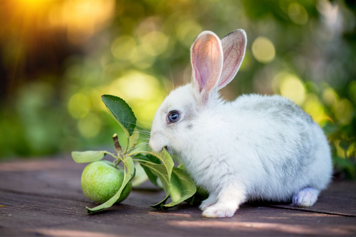 Can Rabbits Eat Apple? (All You Need To Know)