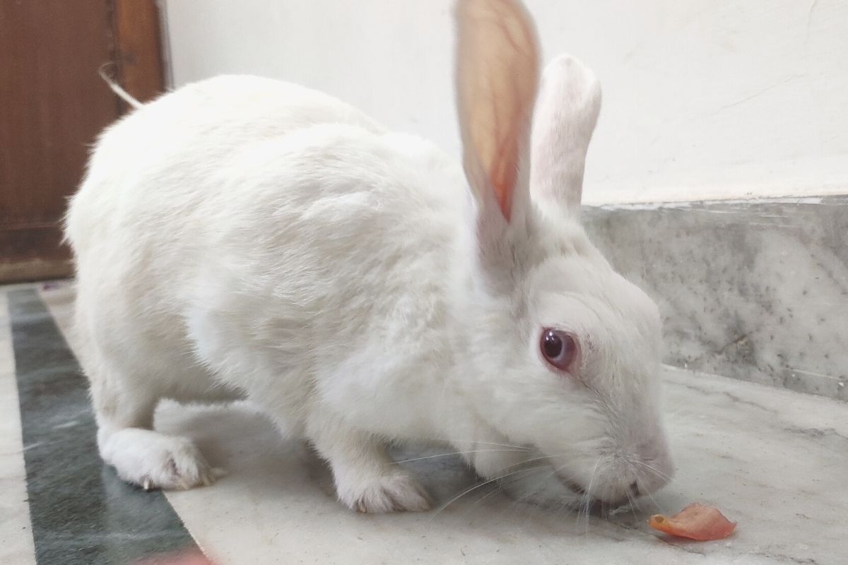 How Much Food Should I Feed My Rabbit? (Complete Information)