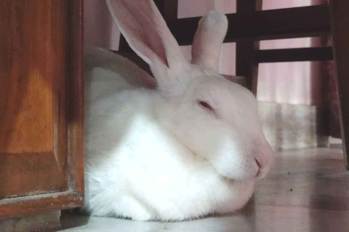 How To Take Care Of A Rabbit After Neutering (or Spaying)?