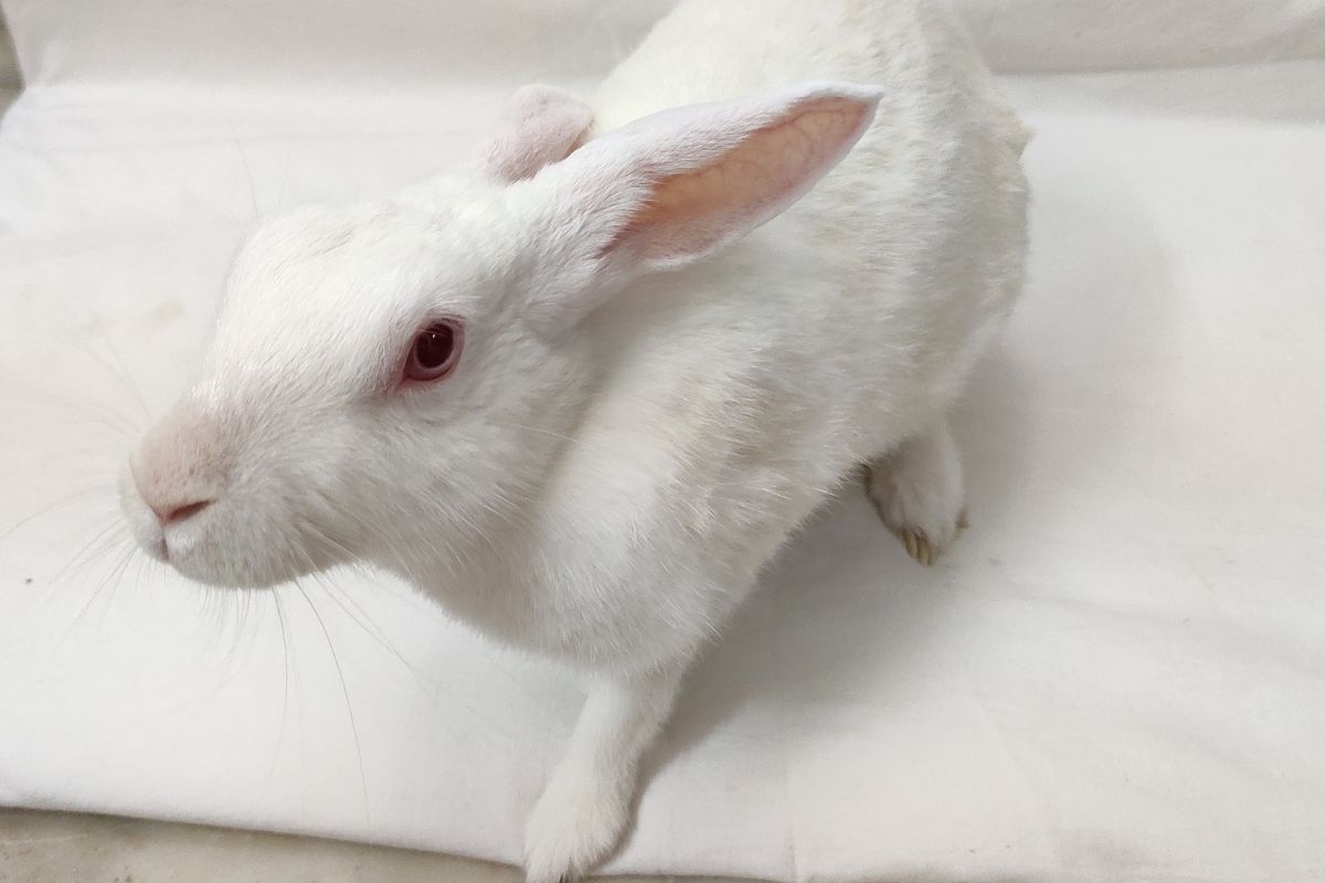 How To Take Care Of A Rabbit After Neutering (or Spaying)?