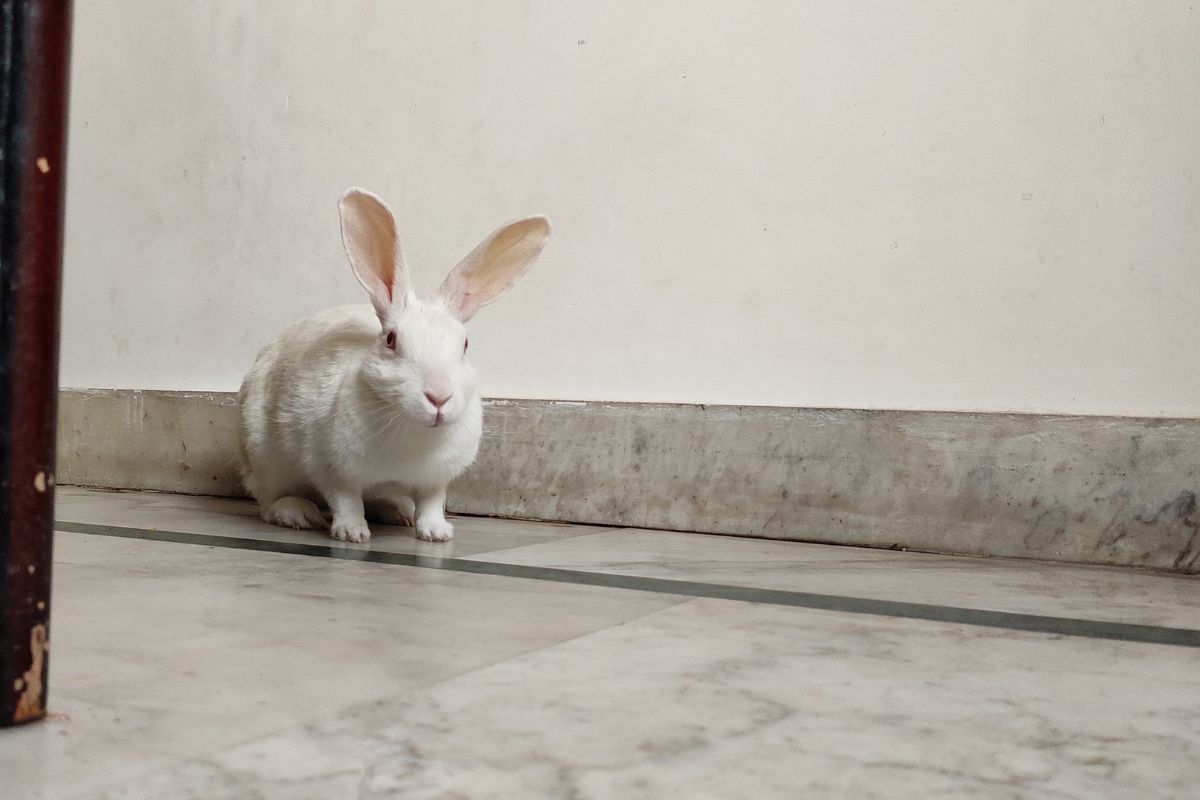 How To Take Care Of A Rabbit After Neutering (or Spaying)?