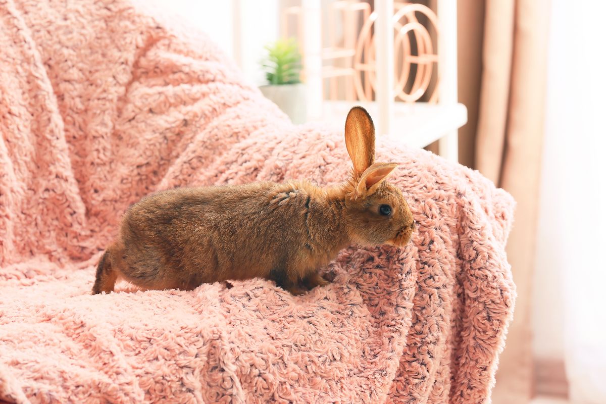 How To Rabbit Proof A Room? (All You Need To Know)