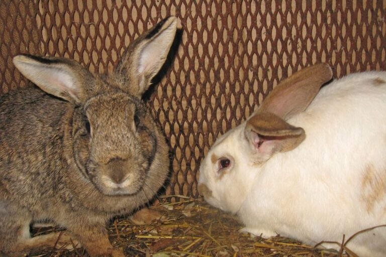 Can I Put Male And Female Rabbits Together? (All You Need To Know)