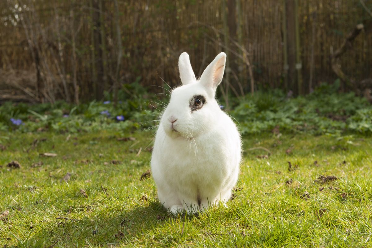How To Identify Male And Female Rabbits? (All You Need To Know)