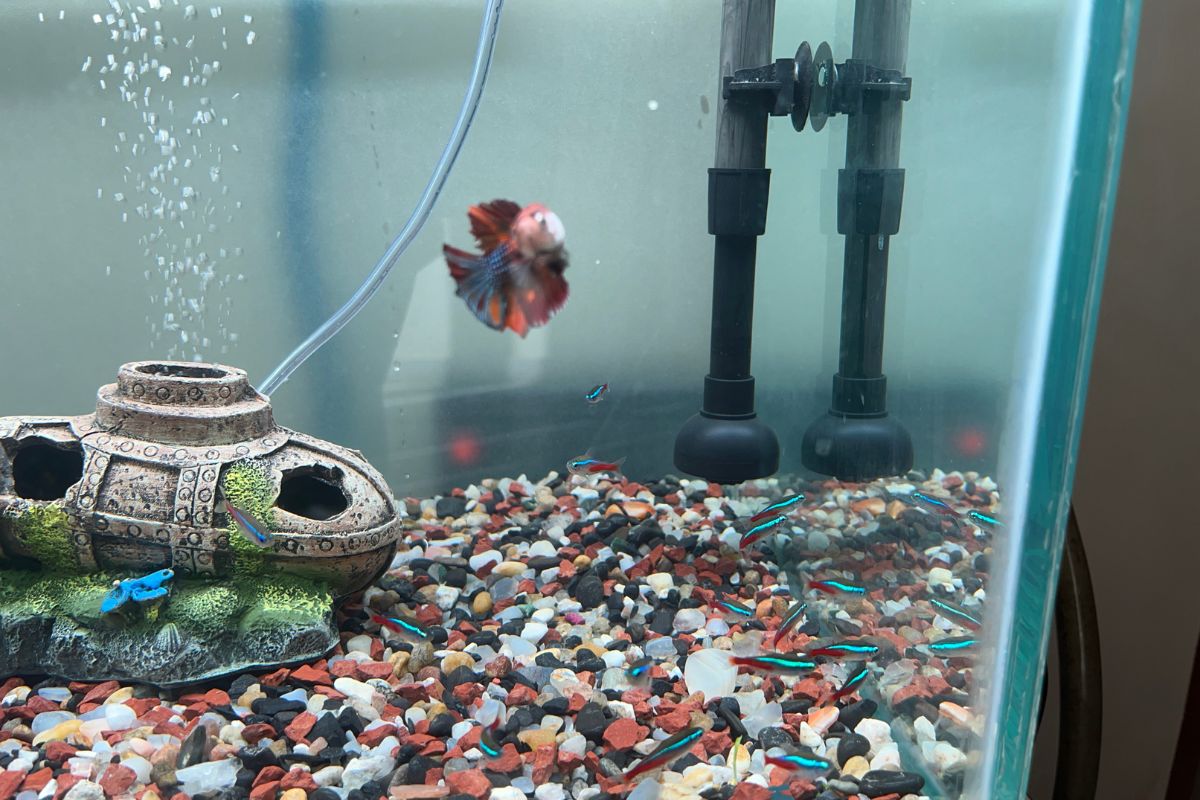 How To Treat Ich In Betta Fish? (Symptoms+Treatment)