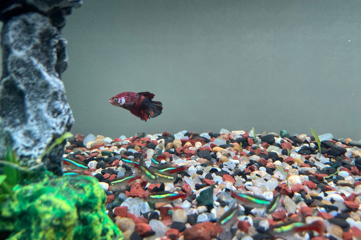 Why Is My Betta Sleeping So Much? (11 Reasons + How To Stop It)